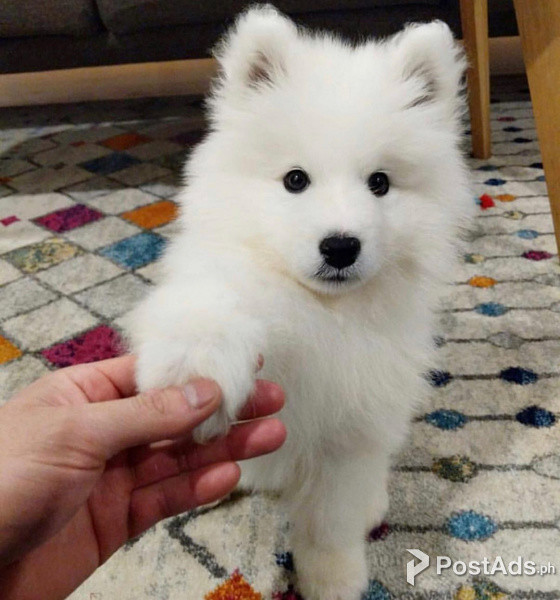 SAMOYED PUPPIES - shinjiro nozaki | PostAds.ph