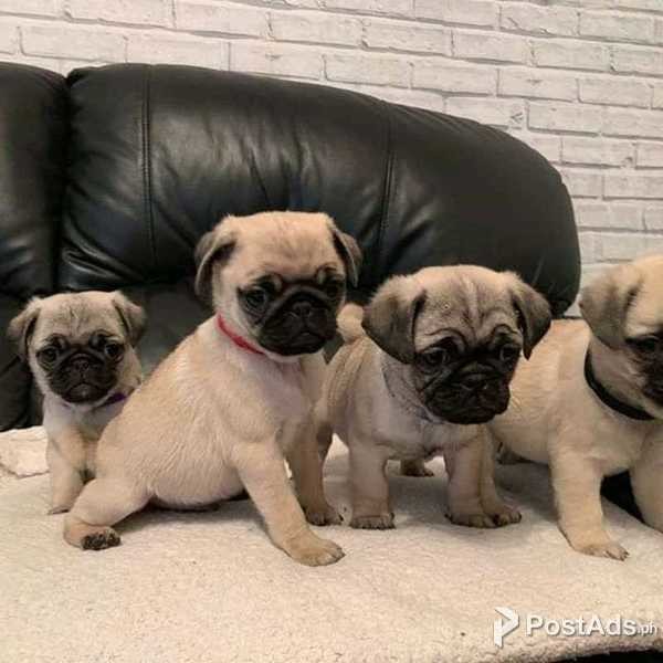 F Pug puppies | PostAds.ph