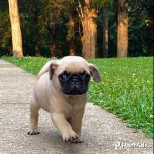 Amazing kc registered Pug puppies | PostAds.ph