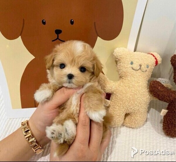 Affectionate Maltipoo puppies | PostAds.ph