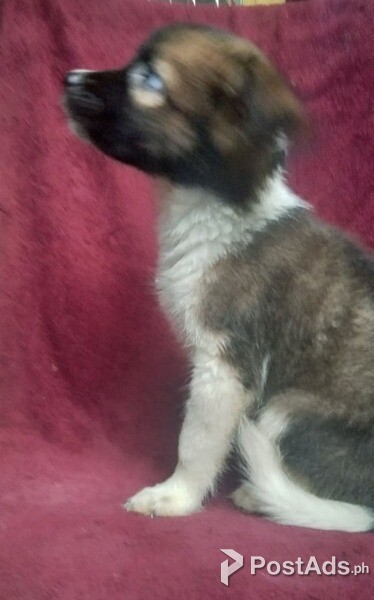 Labrador x Japanse spitz female 02 - caye reyes | PostAds.ph