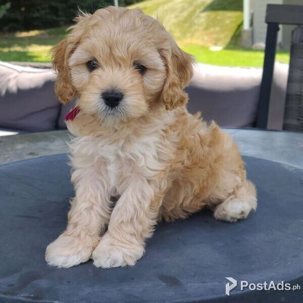 AKC Cavapoo puppies male and female | PostAds.ph
