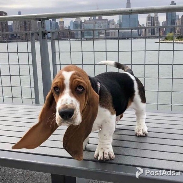 Stunning Kc Tri-colour Basset Hound Puppies | PostAds.ph
