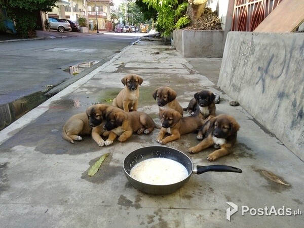 Adorable Aspin (Asong Pinoy or Philippine Native Dog) Puppies | PostAds.ph