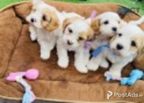 Our beautiful Cavapoo Puppies what s app. .( +63 909 238 4393) | PostAds.ph