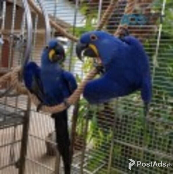 Talking Hyacinth Macaw Parrots what s app. .( +63 909 238 4393 ...