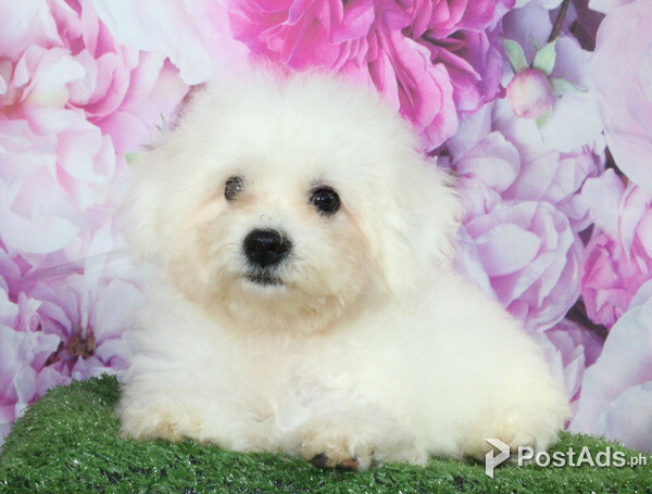 Pure Breed Male Bichon Frise Champ Line | PostAds.ph