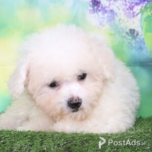 WeChon Mixed Breed Westie x Bichon Frise FEMALE | PostAds.ph