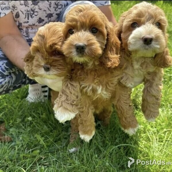 Cocker Spaniel pups Available | PostAds.ph