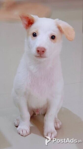 Japanese spitz x Labrador | PostAds.ph