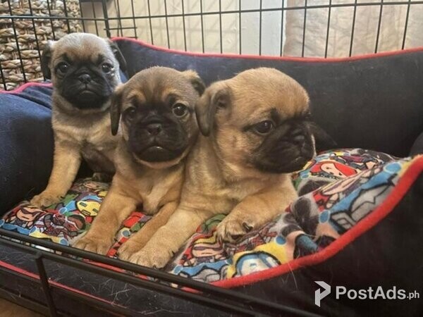 Pug Puppies - Ready to leave now! | PostAds.ph