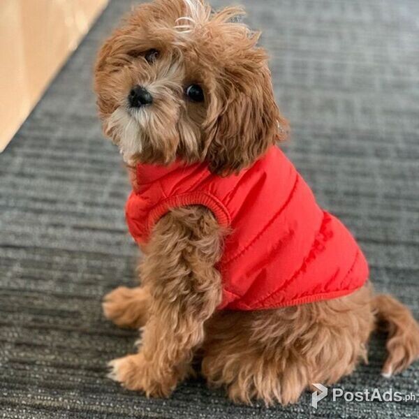 Beautiful Cavapoo puppies males and females available - Jenny Rose | PostAds.ph