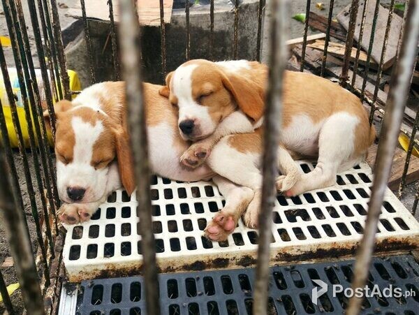 Pure Beagles | PostAds.ph