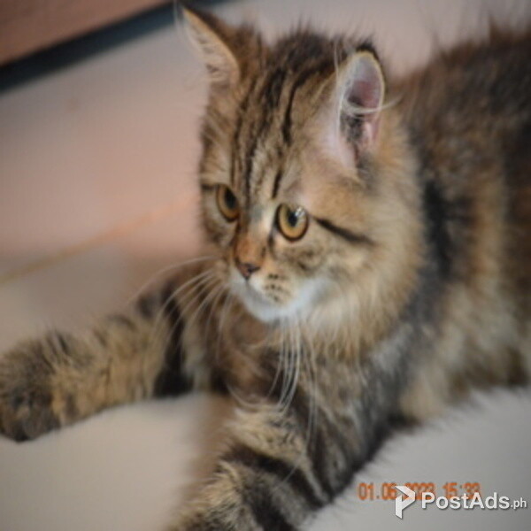 4 Months Old Female Garfield Persian Cat, Big Bone | PostAds.ph