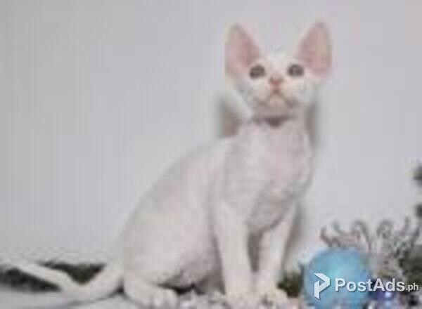 devon rex - pet breeder | PostAds.ph
