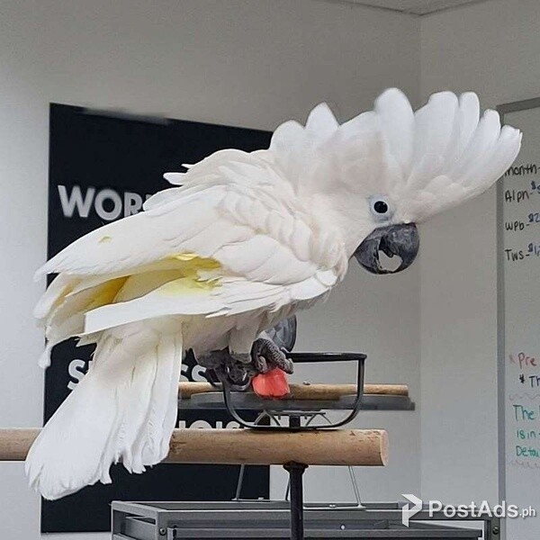 umbrella cockatoos parrots - pet breeder | PostAds.ph