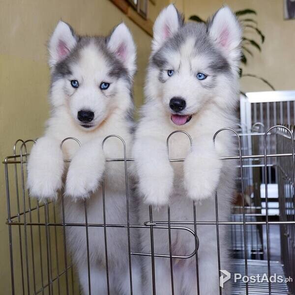 Blue Eyes Husky Babies | PostAds.ph
