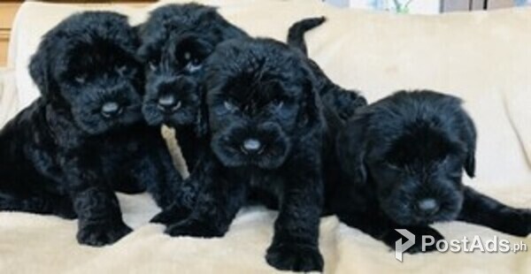 Schnauzers Puppies | PostAds.ph