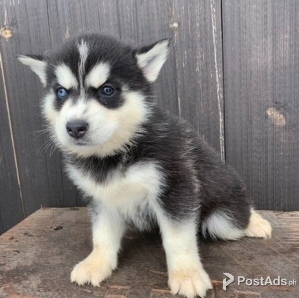 We have two Pomsky puppies for sale | PostAds.ph