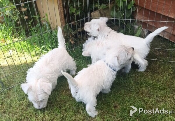West Highland Terrier Puppies for sale | PostAds.ph