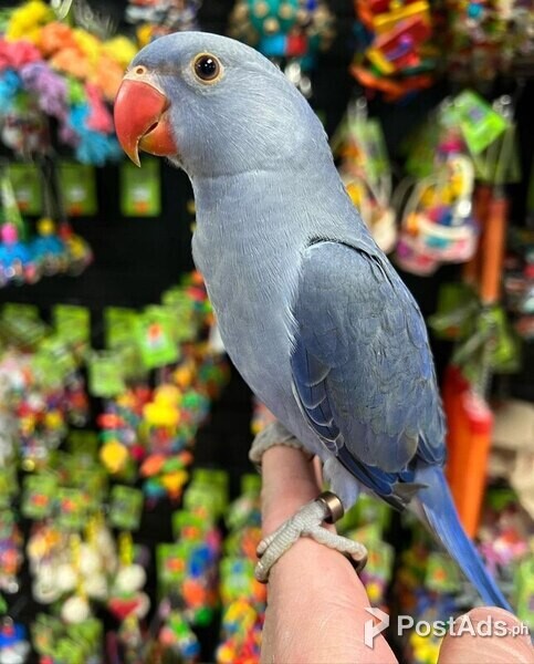 Violet Indian Ringneck parrots | PostAds.ph