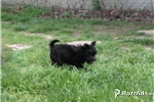 We have 4 gorgeous Papoo/ for sale. 2 girls and 2 boys. | PostAds.ph