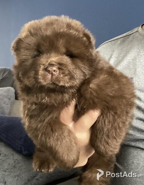 8 Week old Chocolate Chow Chow puppies | PostAds.ph