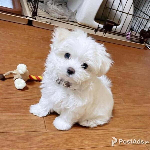 Teacup Maltese Puppies. - Ashley Turnbow | PostAds.ph