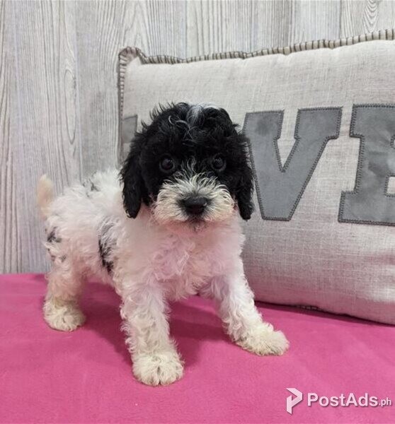 F1 cavapoo puppies with Paper | PostAds.ph