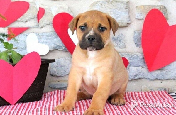 Boerboel puppies with Paper | PostAds.ph