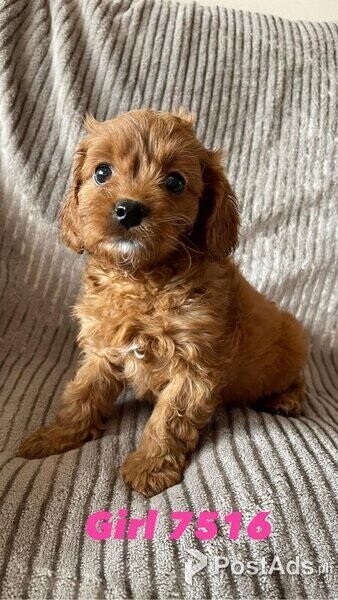 Cavapoo Deep Red Cavapoo Puppies | PostAds.ph