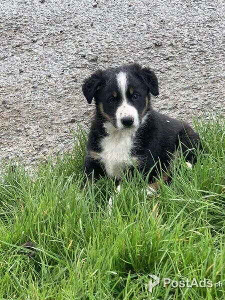 Border collie sheep dog puppies | PostAds.ph Border collie sheep dog puppies | PostAds.ph