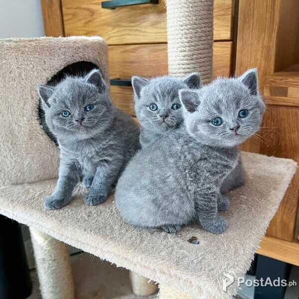 PEDIGREE BRITISH SHORTHAIR KITTENS - gwendoline shiela | PostAds.ph