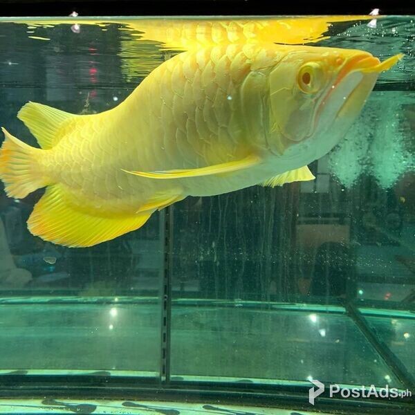 24k Golden Arowana Fish FOR SALE - Rose Jones | PostAds.ph