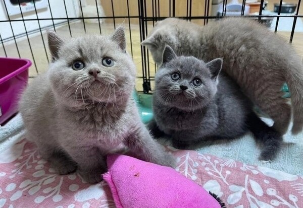 british shorthair kittens for adoption - rasheli rosario | PostAds.ph