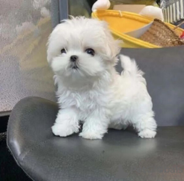 MALTESE PUPPIES | PostAds.ph