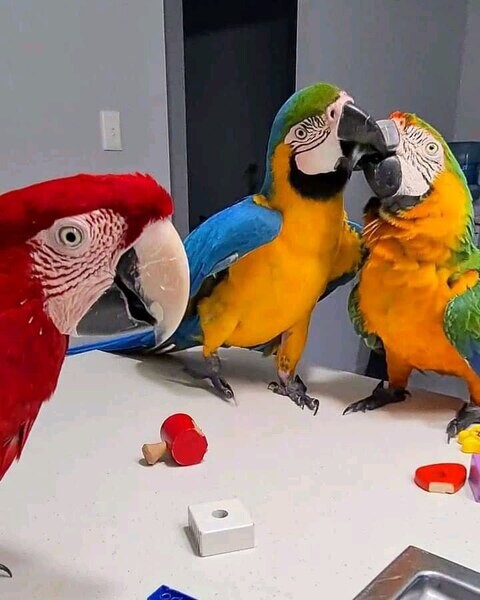 Beautiful pair macaw talkative parrots | PostAds.ph