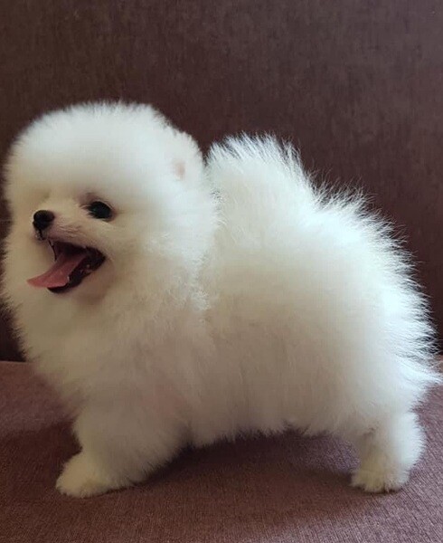 Teacup Pomeranian puppies for sale Metro Manila | PostAds.ph