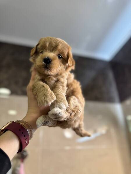 Maltipoo Puppies Available. - Jesse Doak | PostAds.ph