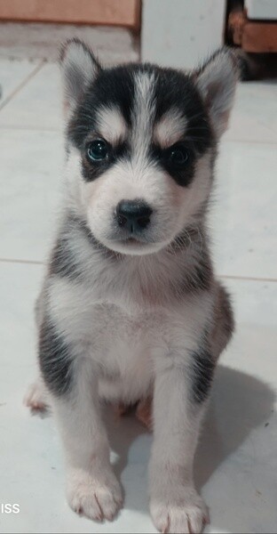 Siberian Husky x Siberian spitz | PostAds.ph