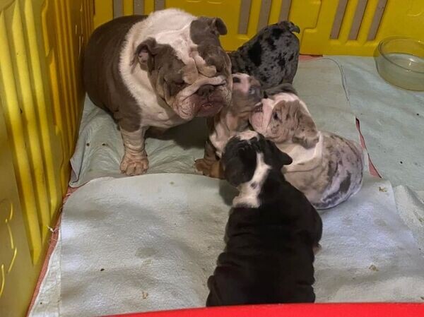 adorable English Bulldog puppies | PostAds.ph