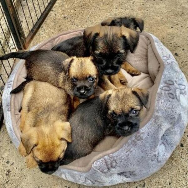 Beautiful border terrier babies .Viber :+63 907-884-6530 | PostAds.ph