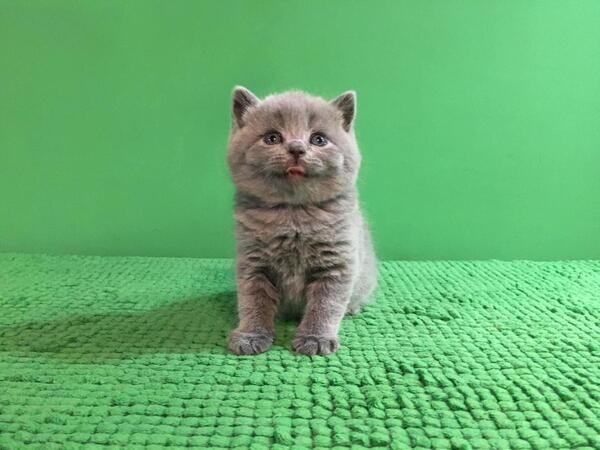 British Scottish fold cat for sale Manila Philippines (cat) | PostAds.ph