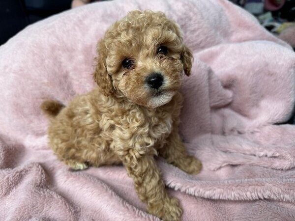 Red Maltipoo Puppies | PostAds.ph