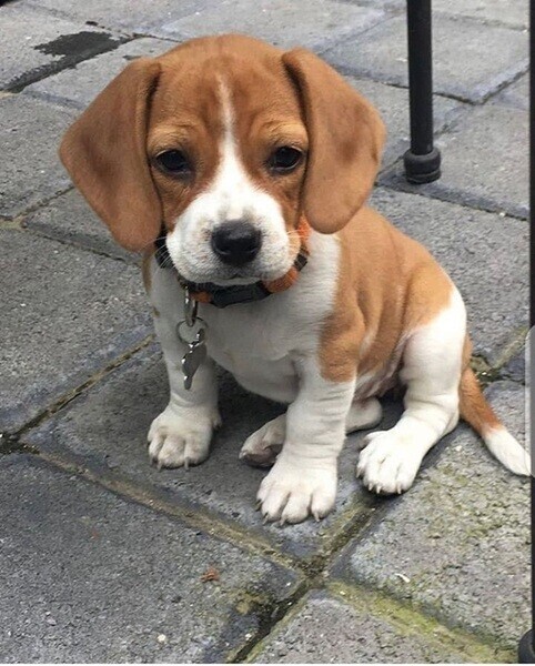 Gorgeous Beagle puppies | PostAds.ph
