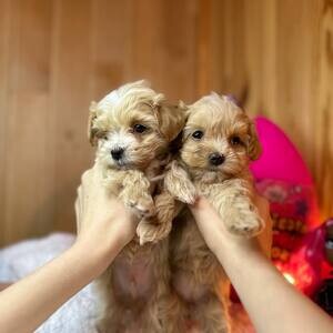 Toy Poodle Puppies For Sale in the Philippines | PostAds.ph