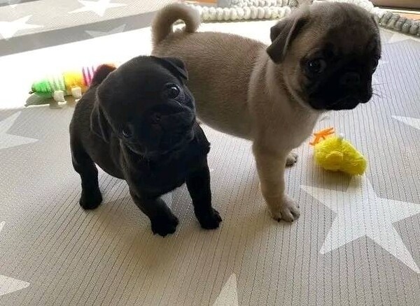 Pug puppies ready for their new home. - Jessica | PostAds.ph