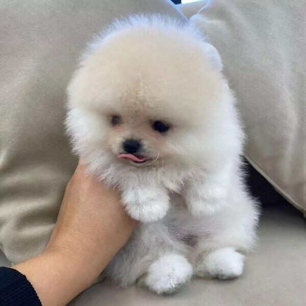 cute pomeranian puppies for sale metro manila | PostAds.ph