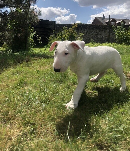 Registered Bull Terrier puppies - Pets | PostAds.ph