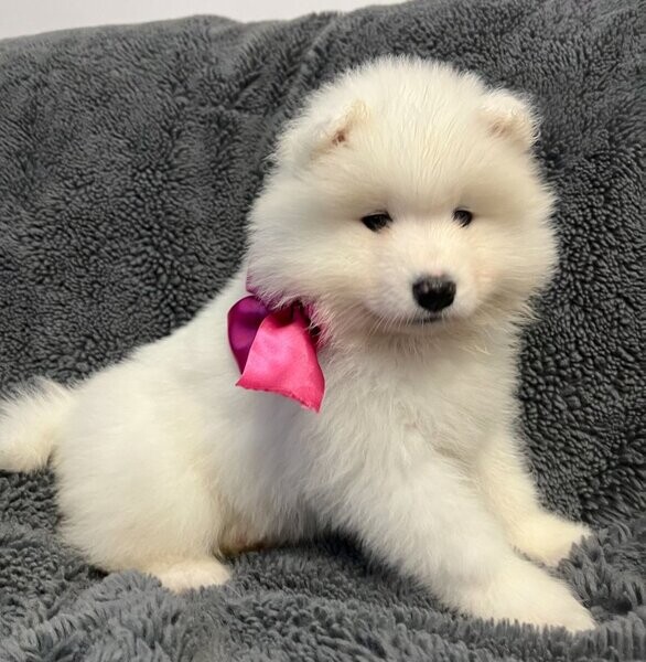 READY TO LEAVE one male and one female Samoyed Puppies - Puppies ...